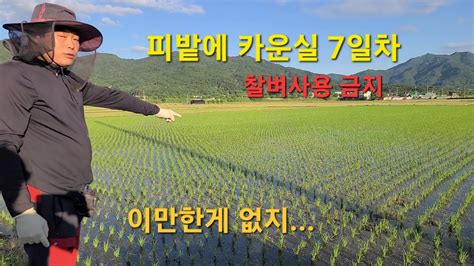피가 많이난 논에 카운실을 뿌렸더니중기제초제 카운실 살포 7일차 Youtube