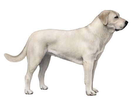 Central Asian Shepherd Puppies