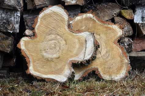 목재 조각 그루터기 성장 Pixabay의 무료 사진