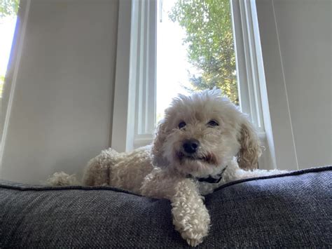 “bye Bye Puppy Girl” The Post Calvin