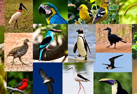 ¿qué Tipos De Aves Existen En El Mundo 5 Formas De Clasificarlas