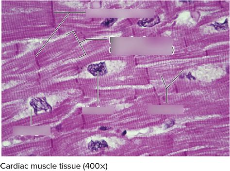 Heart Cardiac Muscle Histology Diagram Quizlet