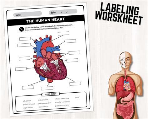 Human Heart Parts Labeling Worksheet Anatomy Of The Heart Parts Of