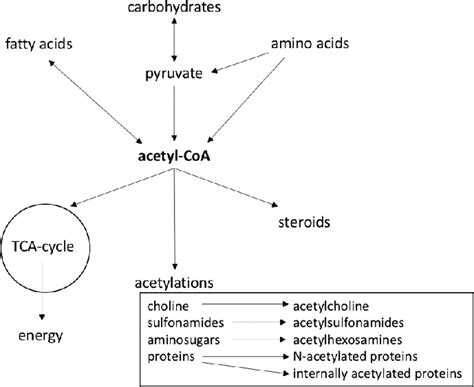 Acetyl Coenzyme A Acetyl Coa Has A Central Role In Metabolism Download Scientific Diagram