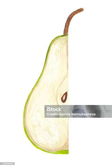 수직으로 얇게 썬 배의 4분의 1 손으로 그린 사실적인 그림과 흰색에 격리 0명에 대한 스톡 벡터 아트 및 기타 이미지 0명 건강한 식생활 과일 Istock