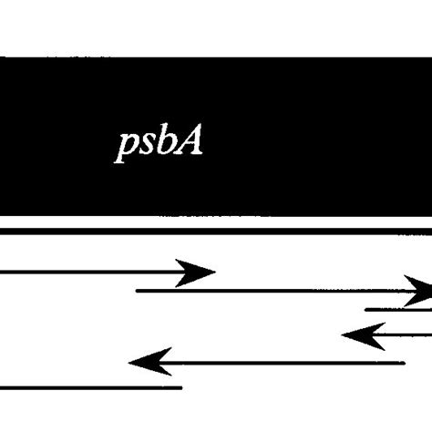 Pcr Primers For The Psba Gene The Primer Set Was Designed On The Basis