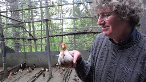 Ruff Sex Scientists Identify Genetic Sequence Of A Bird With Four