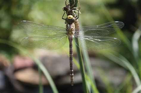 Libellule Libellules Aeshna Photo Gratuite Sur Pixabay Pixabay