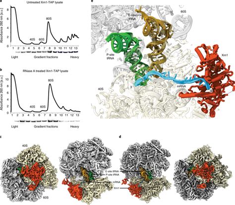80s核糖体 Xrn1核酸酶复合物的结构 Nature Structural And Molecular Biology X Mol