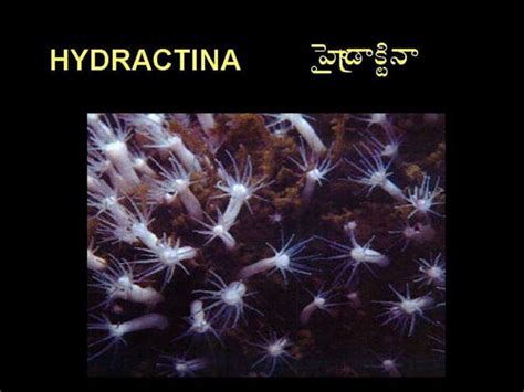 Polymorphism In Coelenterates Pptx