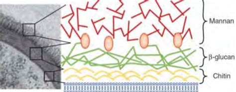 Biol 197 Lab Fungi Unlv Flashcards Quizlet
