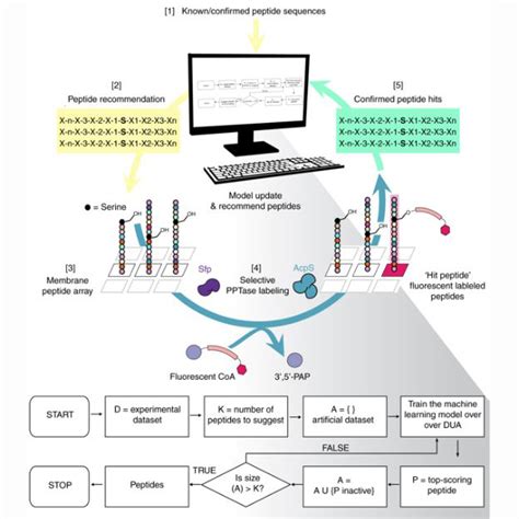 New Research Leverages Machine Learning To Discover Novel Peptides International Institute For