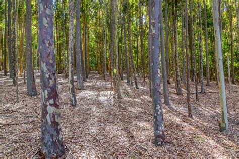 Beautiful Trees Near Lysterfield Lake Stock Image Image Of Trees Fresh