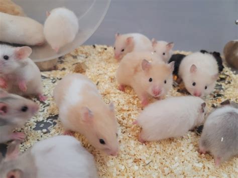 6월 골든햄스터분양 올크림 크림밴디드 호박색햄스터 입양 네이버 블로그