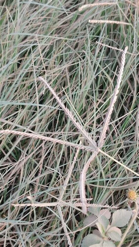 How To Grow Chloris Verticillata Earthone