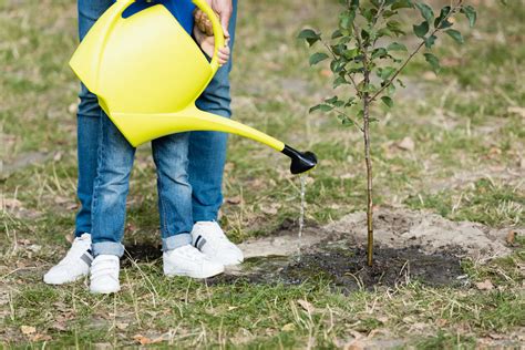 Essential Tree Care Tips For New Homeowners JC Tree Care