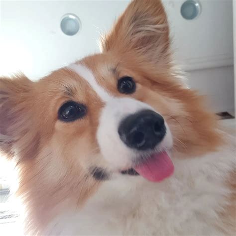 長毛柯基 卡碰碰炸彈 corgi capon on Threads