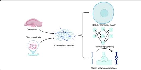 Schematic Representation Of The Characteristics Of An In Vitro Neural