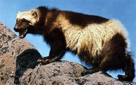 U S Proposes Protecting The Wolverine The New York Times