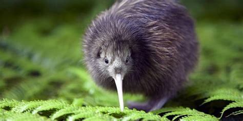 Kiwi Flightless Bird From New Zealand