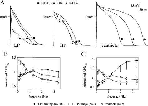 Frequency Dependency Of Action Potential Duration A Examples Of