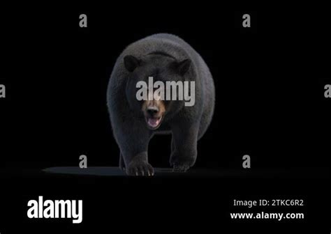 Roar Bear Stock Videos And Footage Hd And 4k Video Clips Alamy