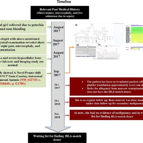 A Pedigree B Ngs Data On Igv And C Sanger Sequencing Chromatogram Download Scientific