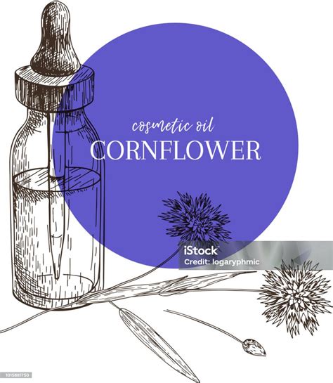 손으로 그린 에센셜 오일의 집합 벡터 수레 국화 꽃입니다 유리 스포이드 병 약용 허브입니다 새겨진된 예술입니다 화장품 약 치료