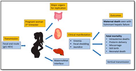 Pathogens Special Issue Pathogenesis Associated With Hepatitis Viruses