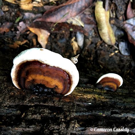 Botanicals Came Across This Ganoderma Fungi While Explorin… Flickr