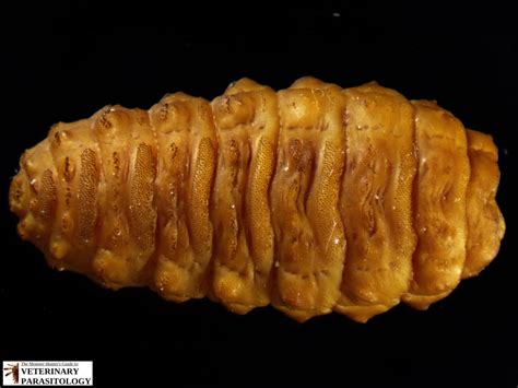 Hypoderma Sp Flies Monster Hunters Guide To Veterinary Parasitology