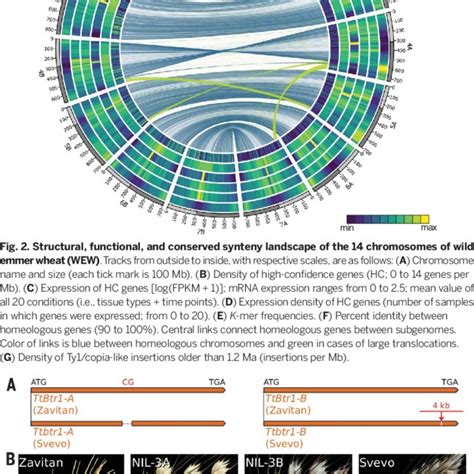 Pdf Wild Emmer Genome Architecture And Diversity Elucidate Wheat Evolution And Domestication