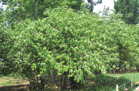 金银木 北方园林植物图鉴及应用 图片