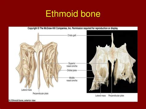 Ppt Chapter 7 “ The Axial Skeleton” Review Your Aandp Revealed Discs