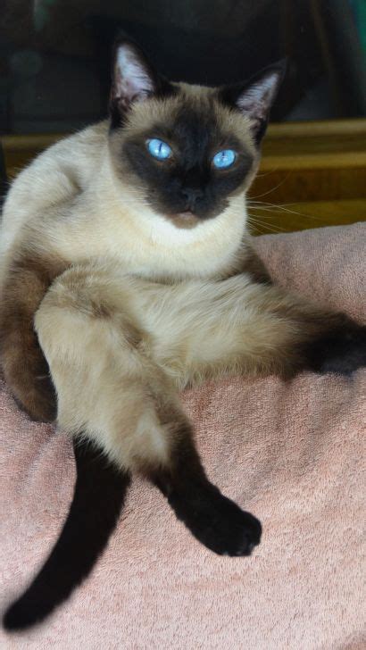 Do Siamese Cats Spray Do Male Siamese Cat And Female Siamese Cat Spray My British Shorthair