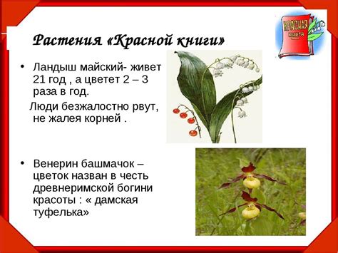 Растения из красной книги презентация 1 класс 80 фото