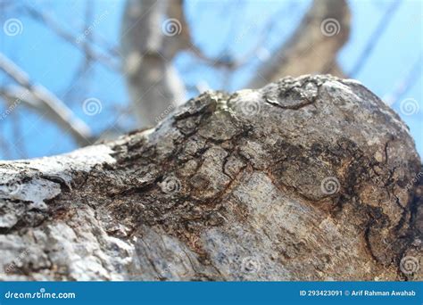 Close Up And Texture Of Tree Trunk Suitable For Background Use Stock Image Image Of Hardwood