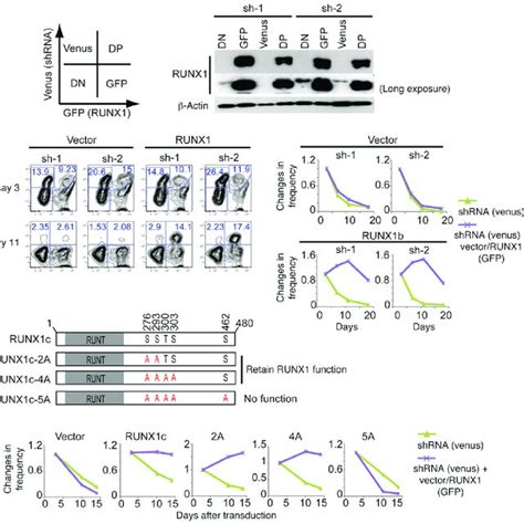 Critical Role Of Runx1 Cbfb Complex In Murine Mll Fusion Leukemia A Download Scientific