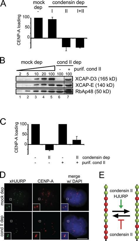 Condensin Ii Is Required For Efficient Loading Of Cenp A A Bar Graph