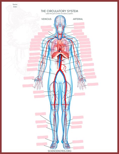 Circulatory System Diagram Worksheet