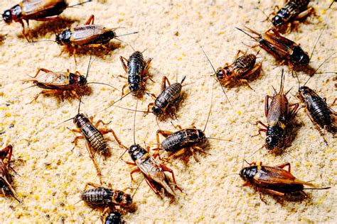 Insect Farming Is Booming But Is It Cruel Wired