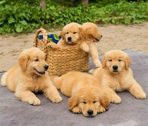 Adorable Golden Retriever Puppies In A Basket
