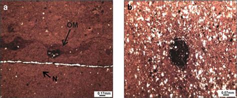 Photomicrographs Of Thin Section Of Phosphatic Nodules A Nodules Of Download Scientific