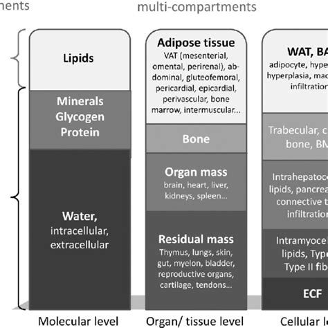 Compartment Models Of Body Composition At Different Levels Bw Body