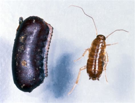 Uf Ifas Cockroach Photographs Cd Rom