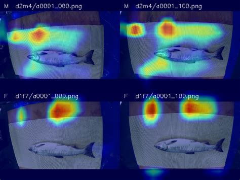 Figure 5 From Sex Classification Of Salmon Using Convolutional Neural Network Semantic Scholar