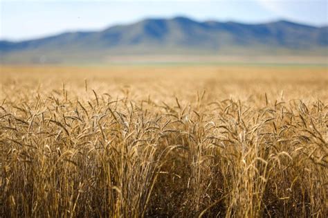 “Хүнсний хувьсгал” ын хүрээнд аж ахуйн нэгжүүдэд 440 орчим тэрбум төгрөгийн хөнгөлөлттэй зээл