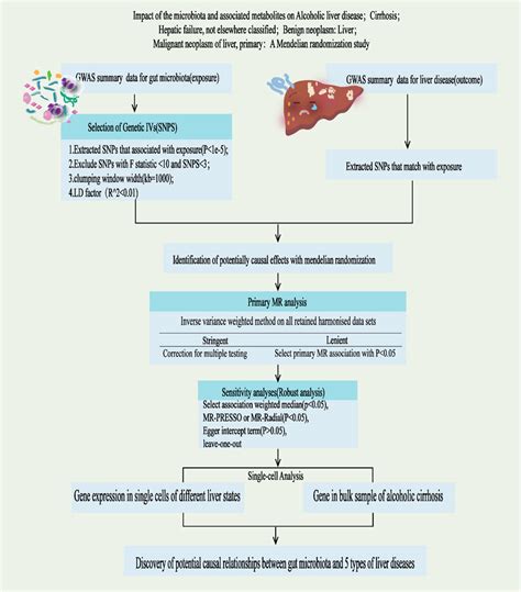 Frontiers Causal Impact Of Gut Microbiota On Five Liver Diseases