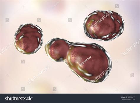 Pathogenic Yeast Fungus Cryptococcus Neoformans Which Hình Minh Họa Có Sẵn 527608255 Shutterstock