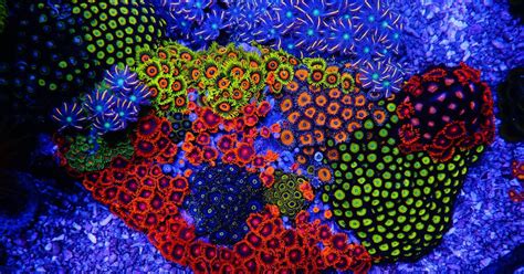 Bc On The Origin Of Coral Symbiosis